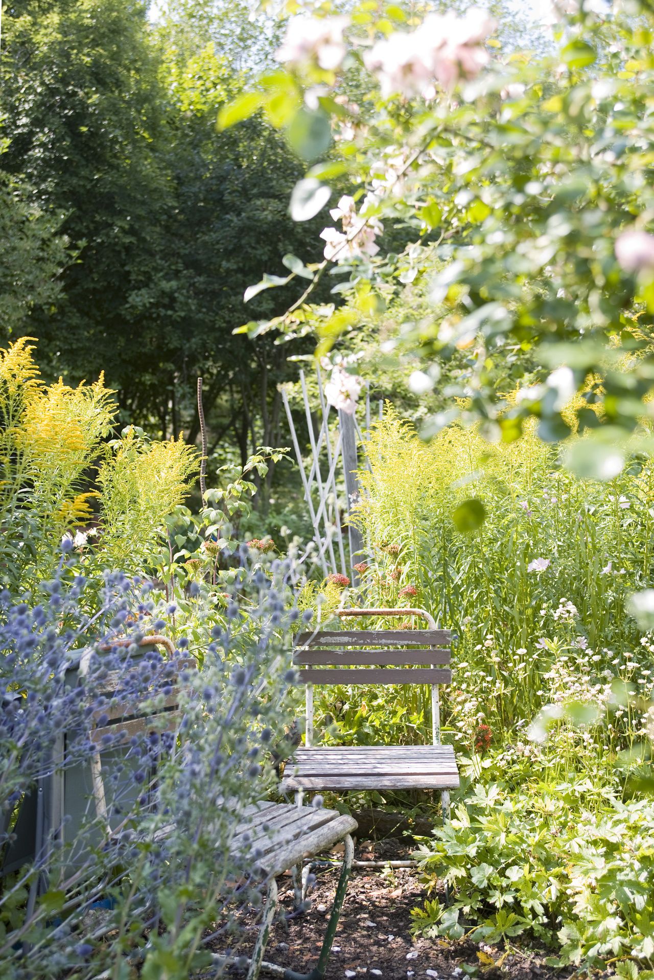 Rewilding: how to rewild your garden in 10 easy steps | Gardeningetc