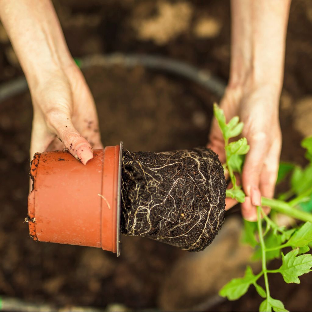 Growing Healthy Roots: Tips For Identifying Healthy Roots In Plants ...