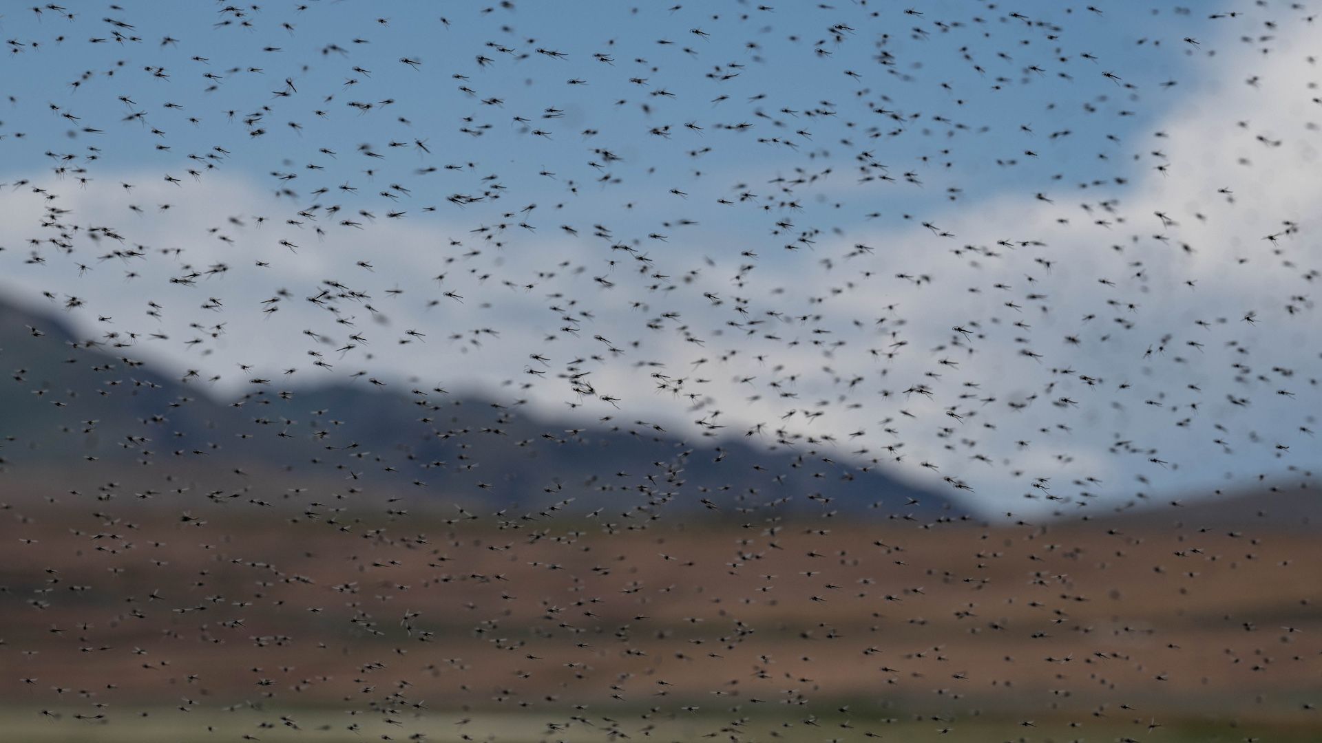 Skin-crawling pic of a Scottish midges swarming round tent is straight ...