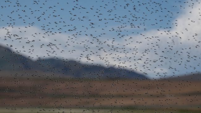 Skin-crawling pic of a Scottish midges swarming round tent is straight ...