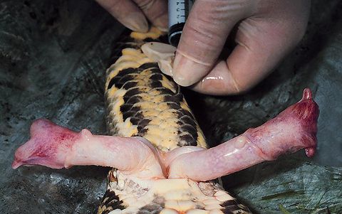 The Weirdest Animal Penises | Live Science