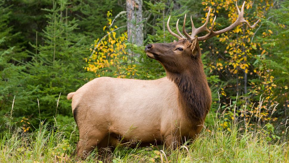 Hiker approaches short-tempered elk to say hello – it doesn't go well ...