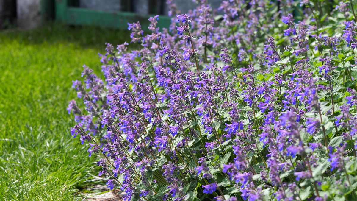 7 best plants to prevent soil erosion in your yard | Tom's Guide