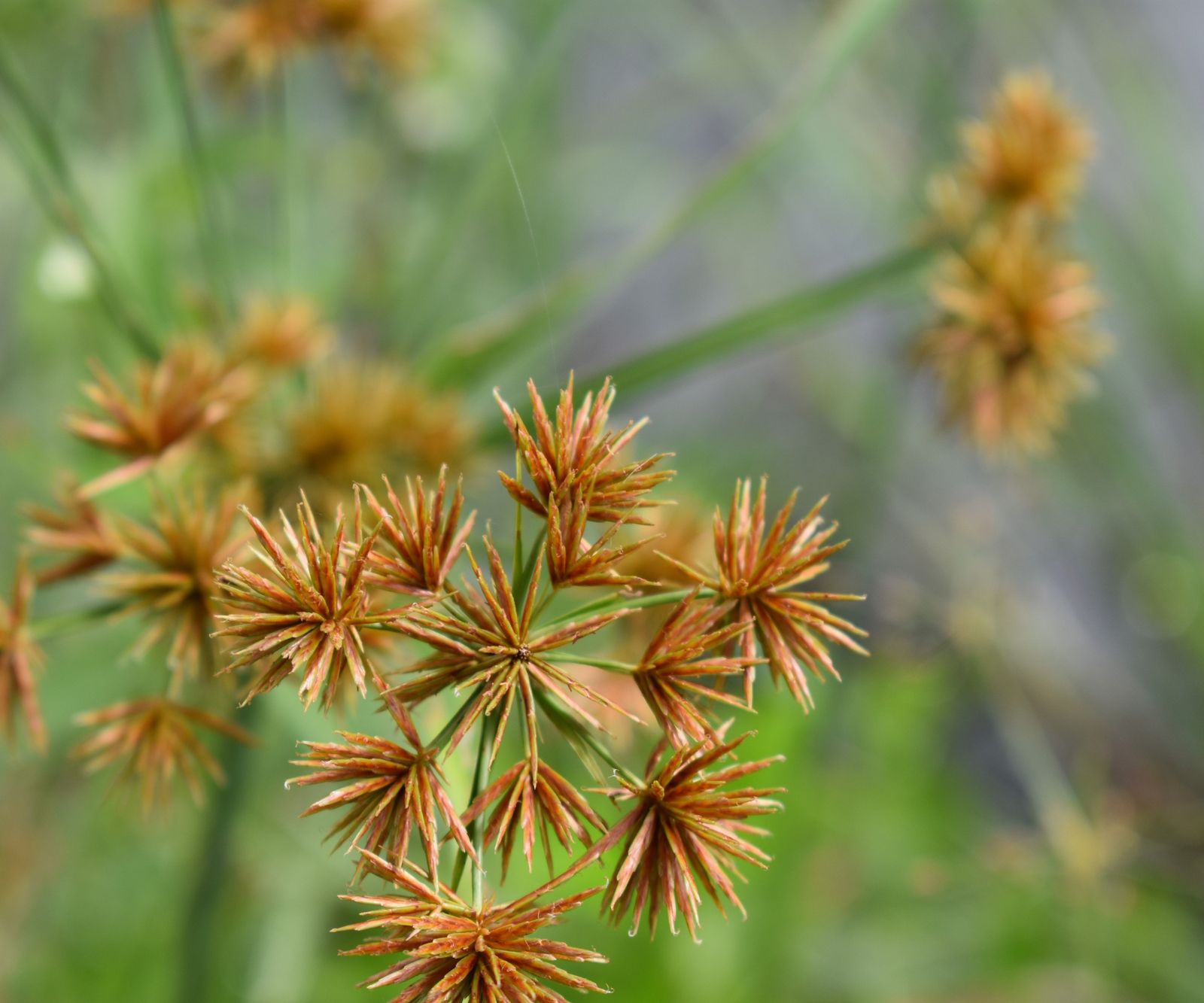 Invasive weeds: how to identify and eliminate problem plants | Homes ...
