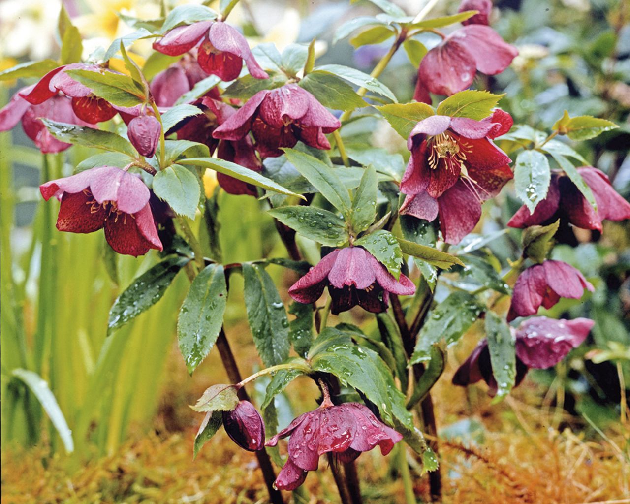 How to identify wildflowers – recognise British flora from their petals ...