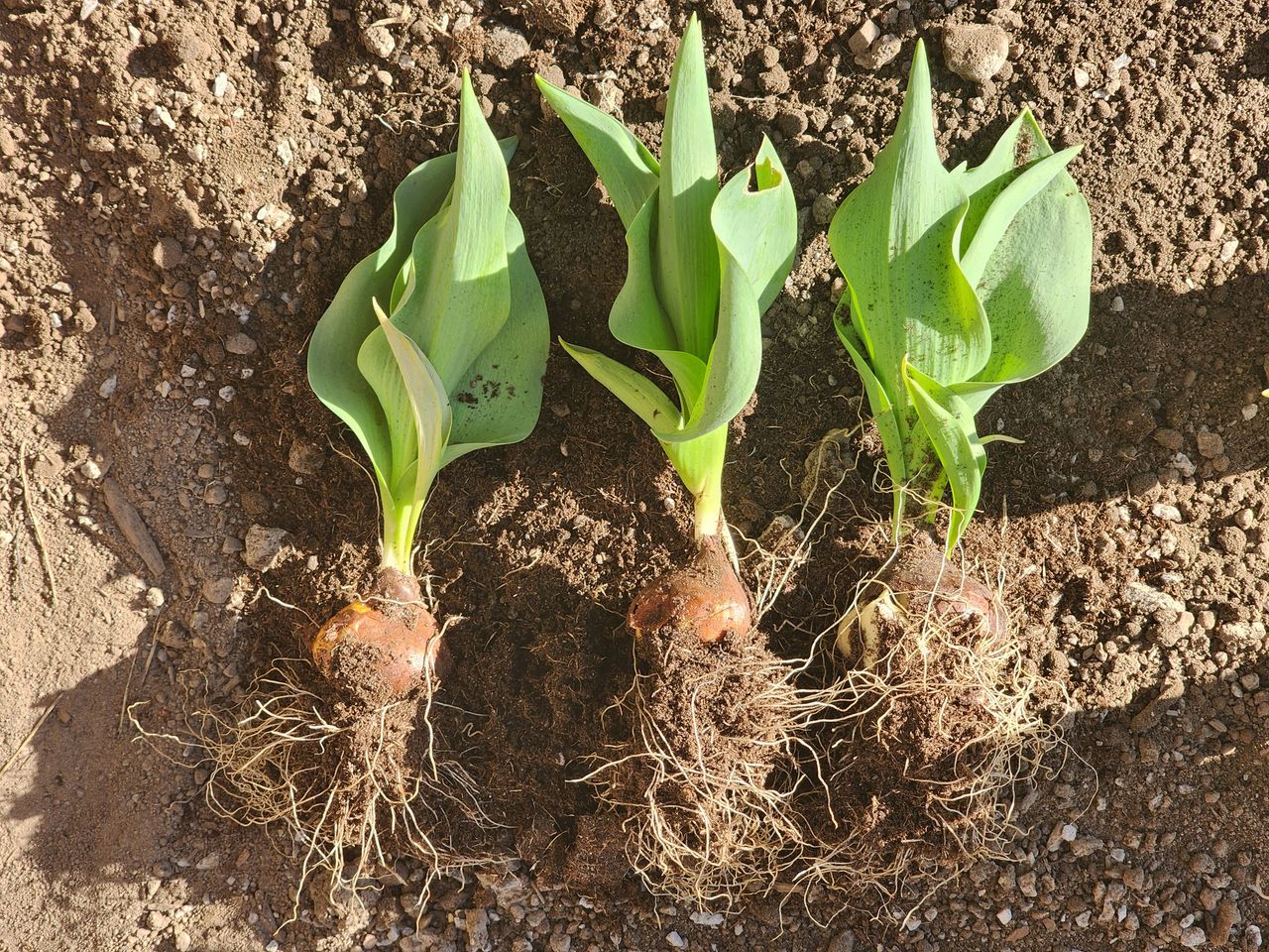 How to Plant a Bulb Lasagna | Livingetc