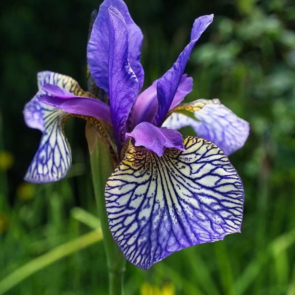 Tips & Information about Iris | Gardening Know How