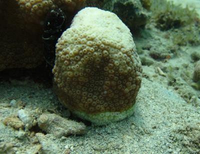 Coral 'White Plague' Epidemic Could Be Caused by Virus | Live Science