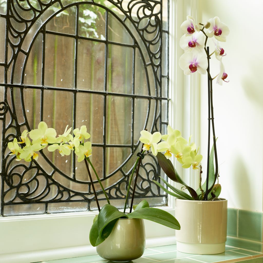 How to propagate orchids: a step-by-step guide | Ideal Home