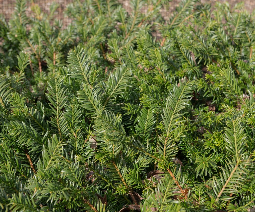 5 toxic and poisonous trees that gardeners should know about | Homes ...