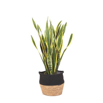 How to care for a snake plant – the houseplant anyone can keep alive ...