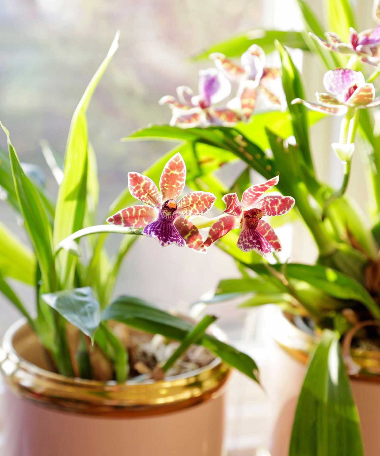 Types of orchids: 10 stunning varieties for your home | Homes and Gardens