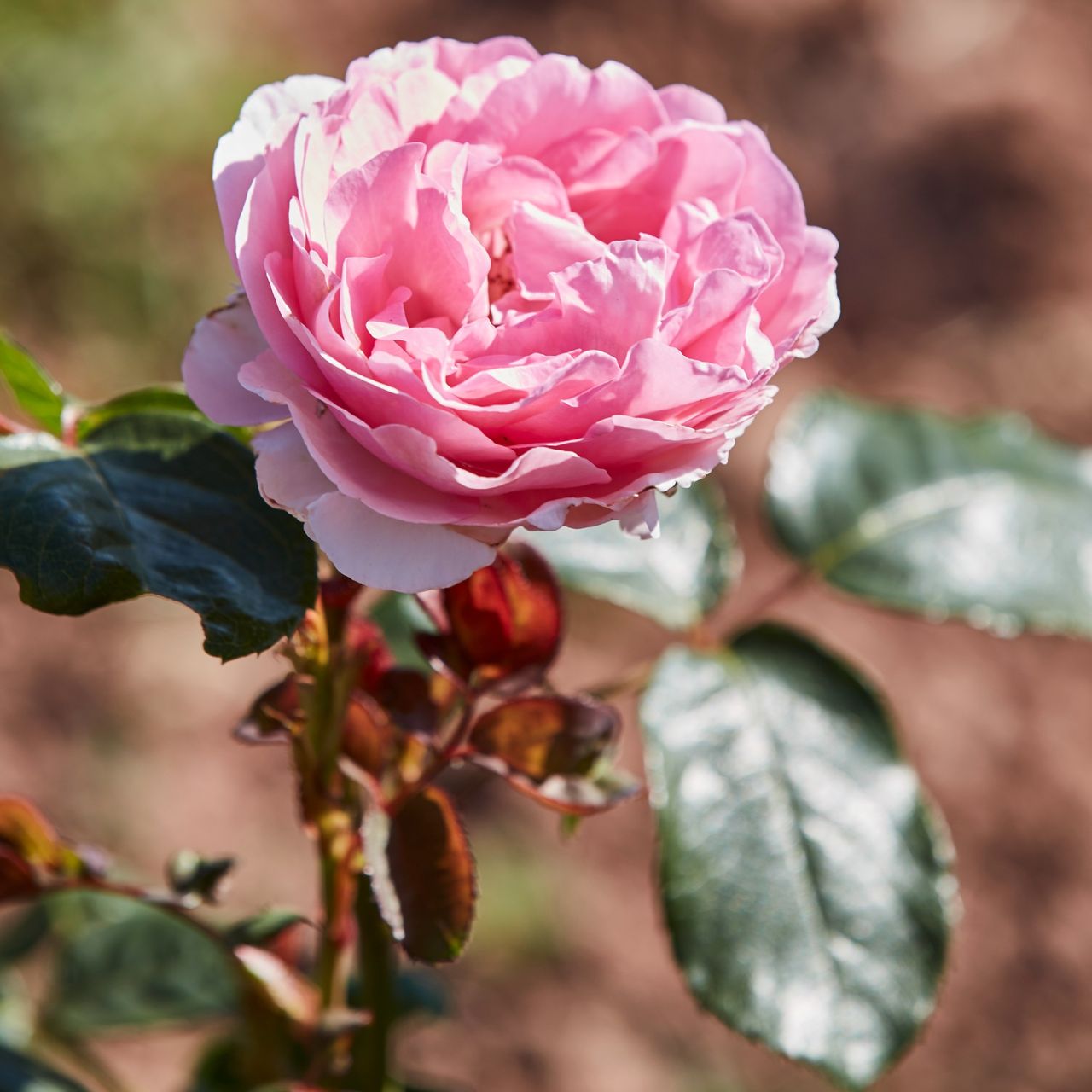 How to plant roses — 5 steps for a strong, healthy plant | Ideal Home