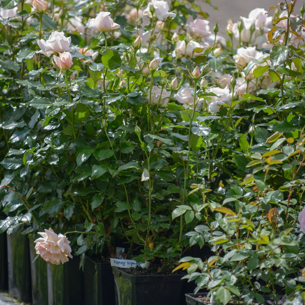 When to plant roses – the best times for beautiful blooms | Ideal Home
