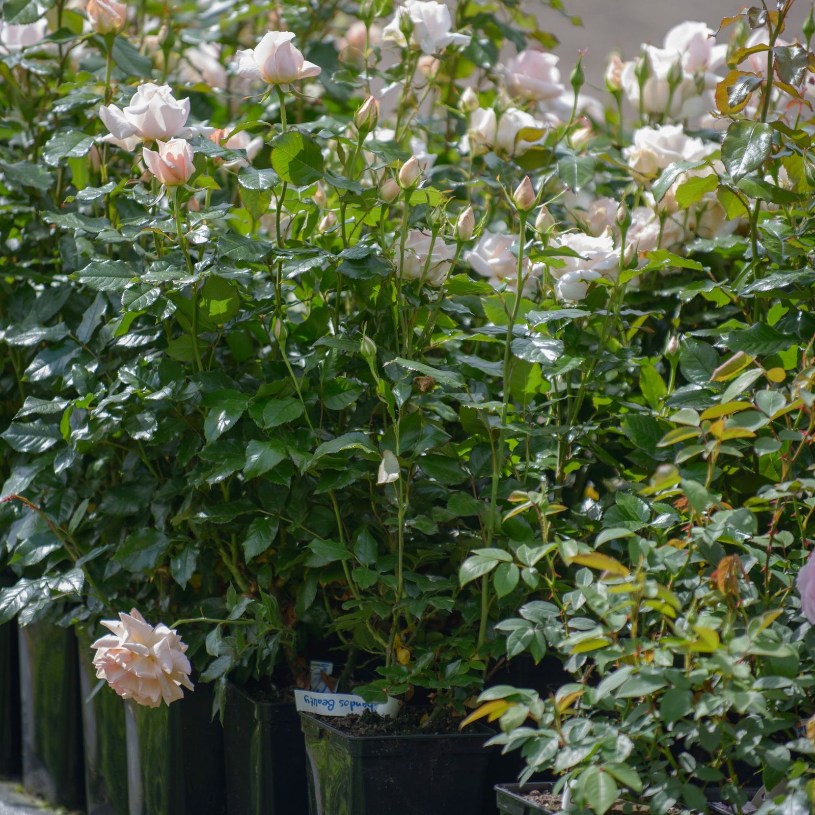 When to plant roses – the best times for beautiful blooms | Ideal Home
