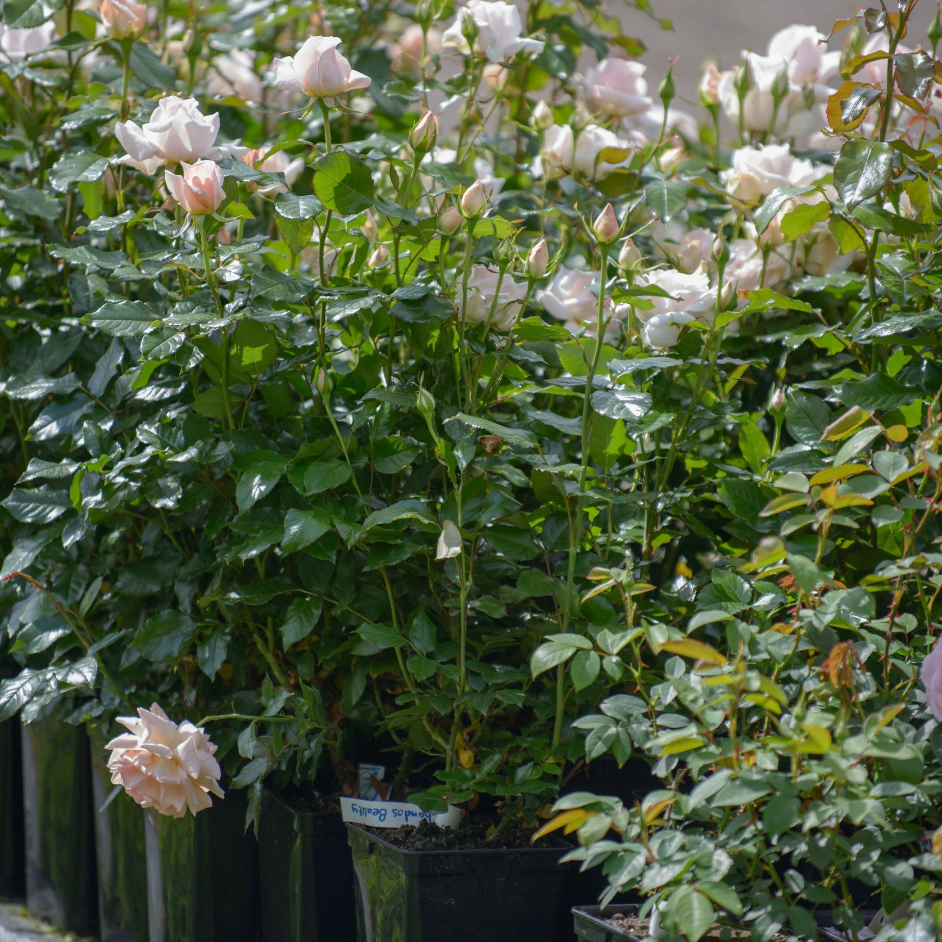 When to plant roses – the best times for beautiful blooms | Ideal Home