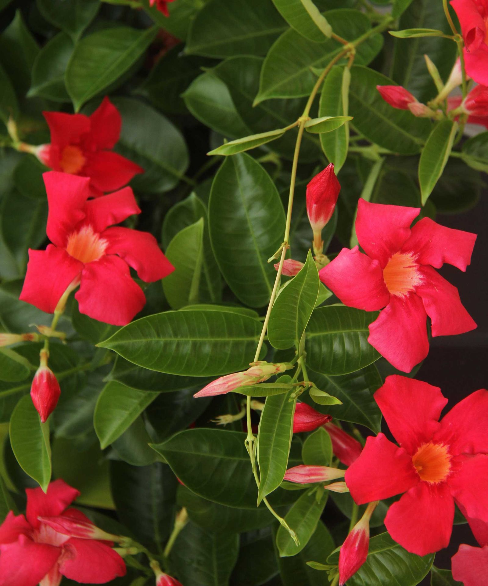 How to grow mandevilla in pots: expert tropical plant advice | Homes ...