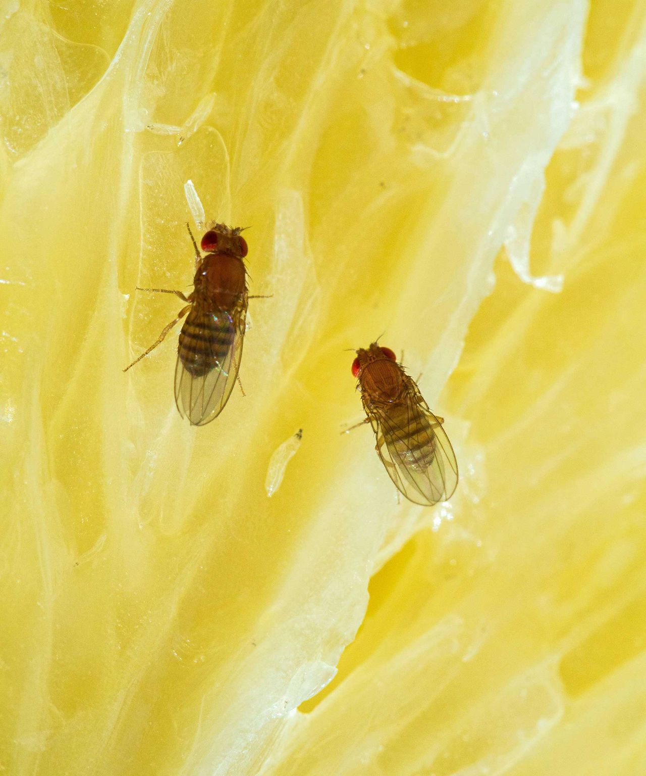 How to get rid of fruit flies: practical advice for deterring these ...