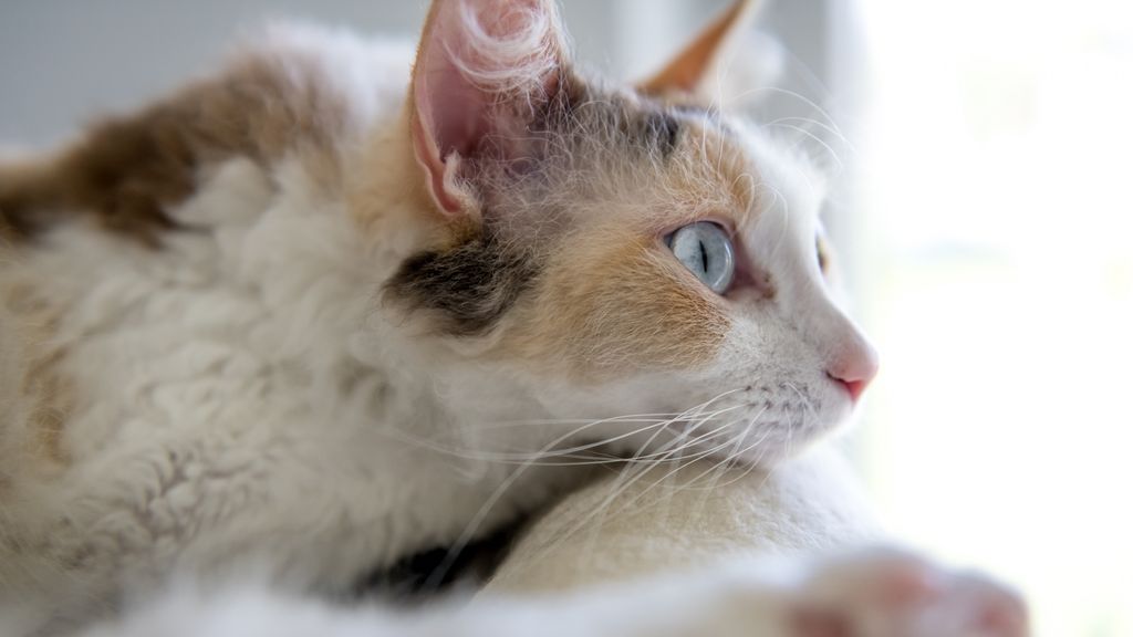 13 rare cat breeds you’ve probably not heard of | PetsRadar