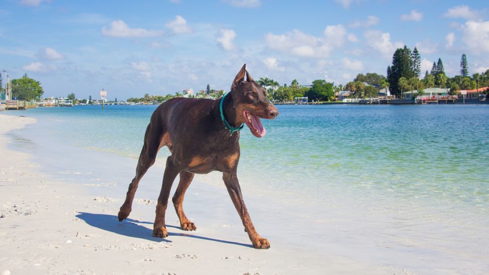 European Doberman vs American Doberman: Vet comparison | PetsRadar