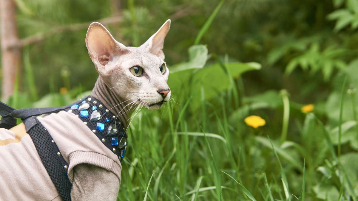 8 bald and beautiful hairless cat breeds | PetsRadar