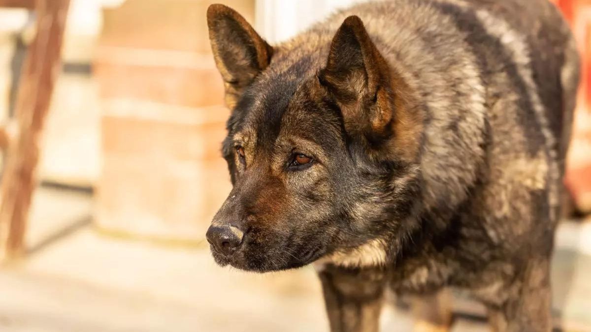 Rarest dog breeds: 25 canine companions you’ve probably never heard of ...