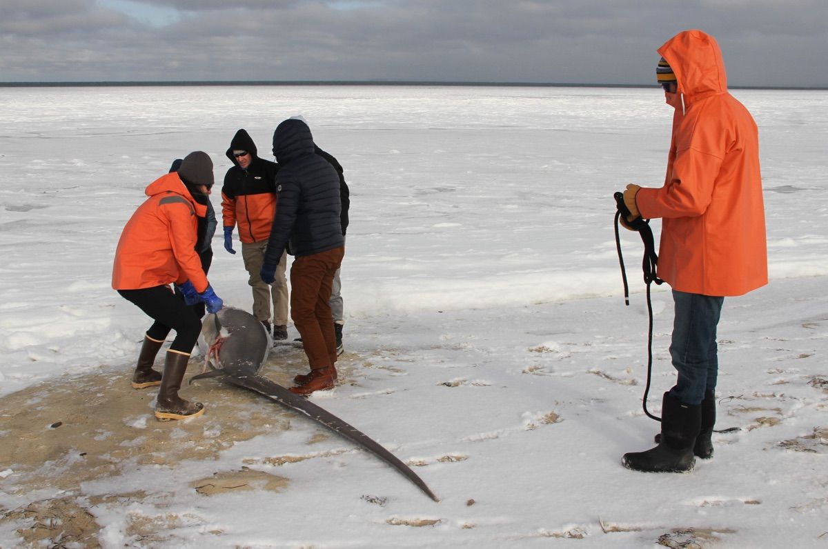 Frozen Sharks Washing Up on Cape Cod | Live Science