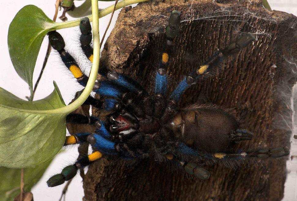 Creepy, Crawly & Incredible: Photos of Spiders | Live Science