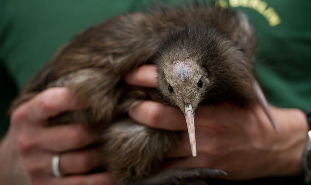 US zoo’s treatment of kiwi bird ruffles diplomatic feathers | The Week