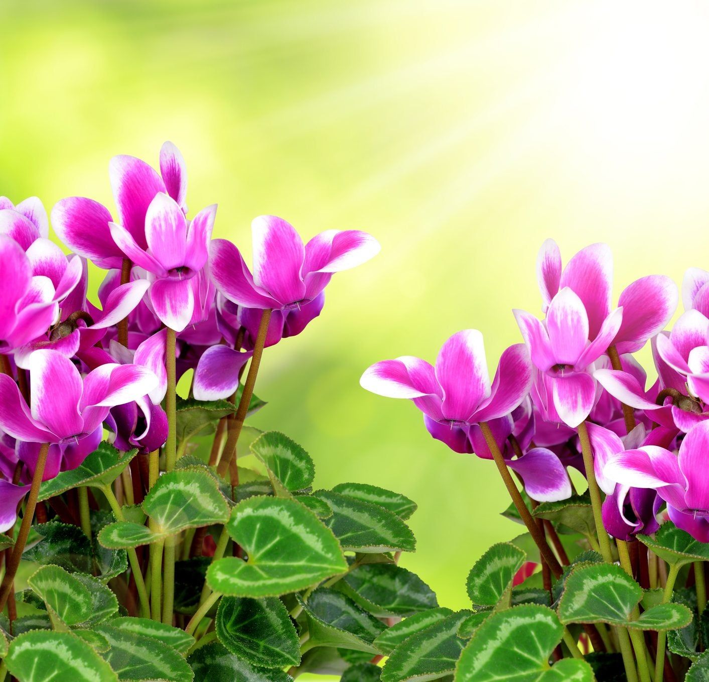 Fertilizer For Cyclamens - Learn About Cyclamen Fertilizing Needs ...