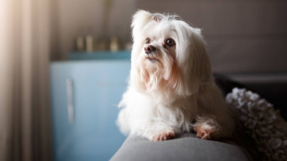 Sixteen best dogs for apartment living | PetsRadar