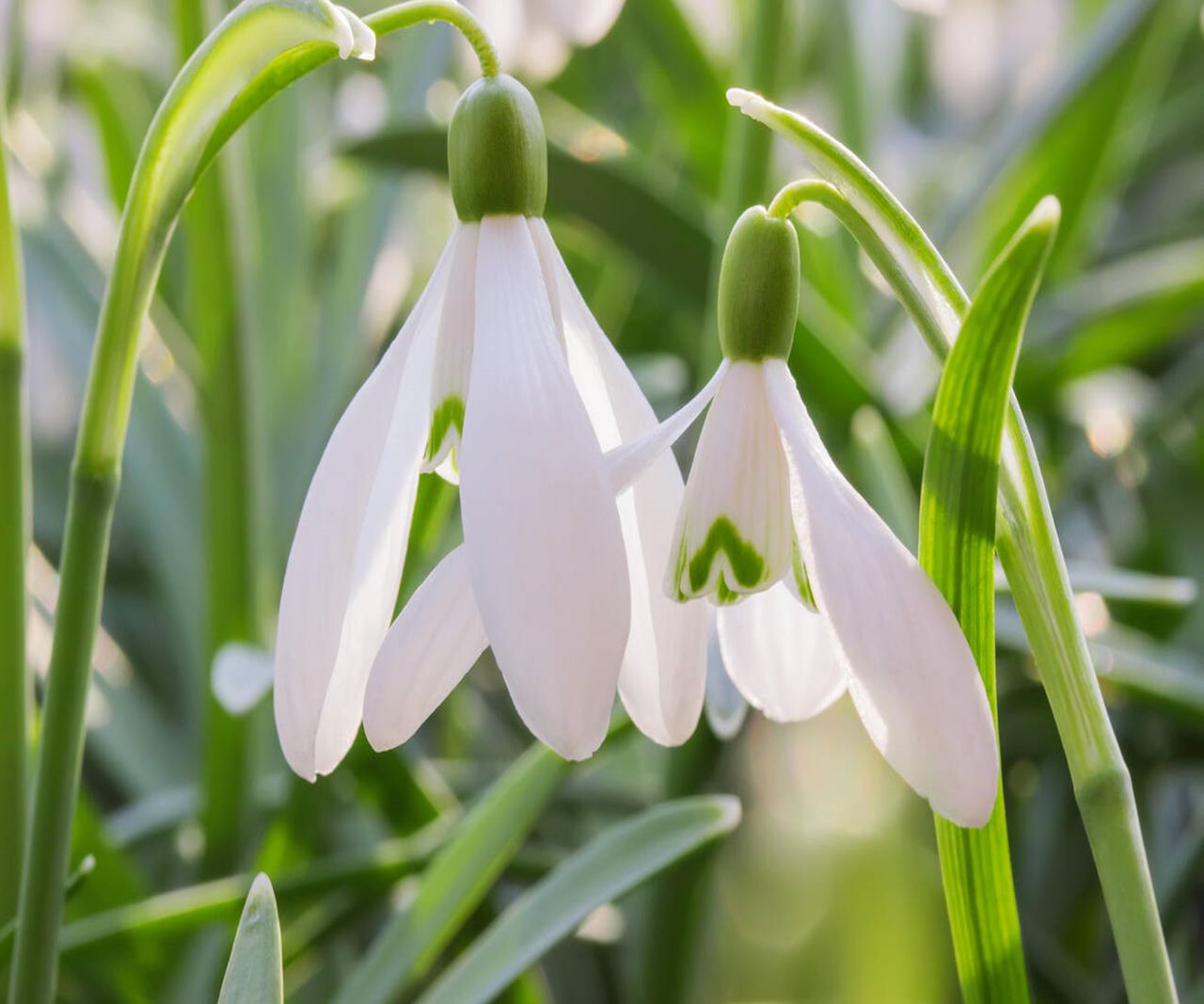 Why plant snowdrops 'in the green': experts explain all | Homes and Gardens