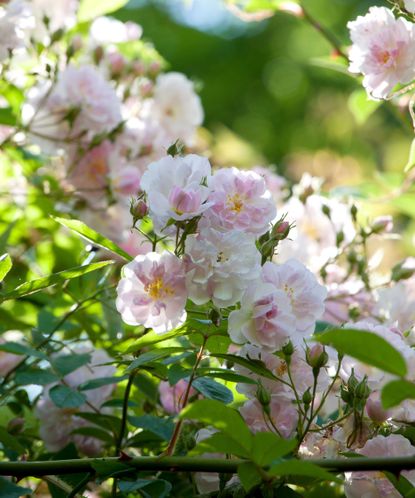 The best fragrant roses: 10 scented varieties for a garden | Homes and ...