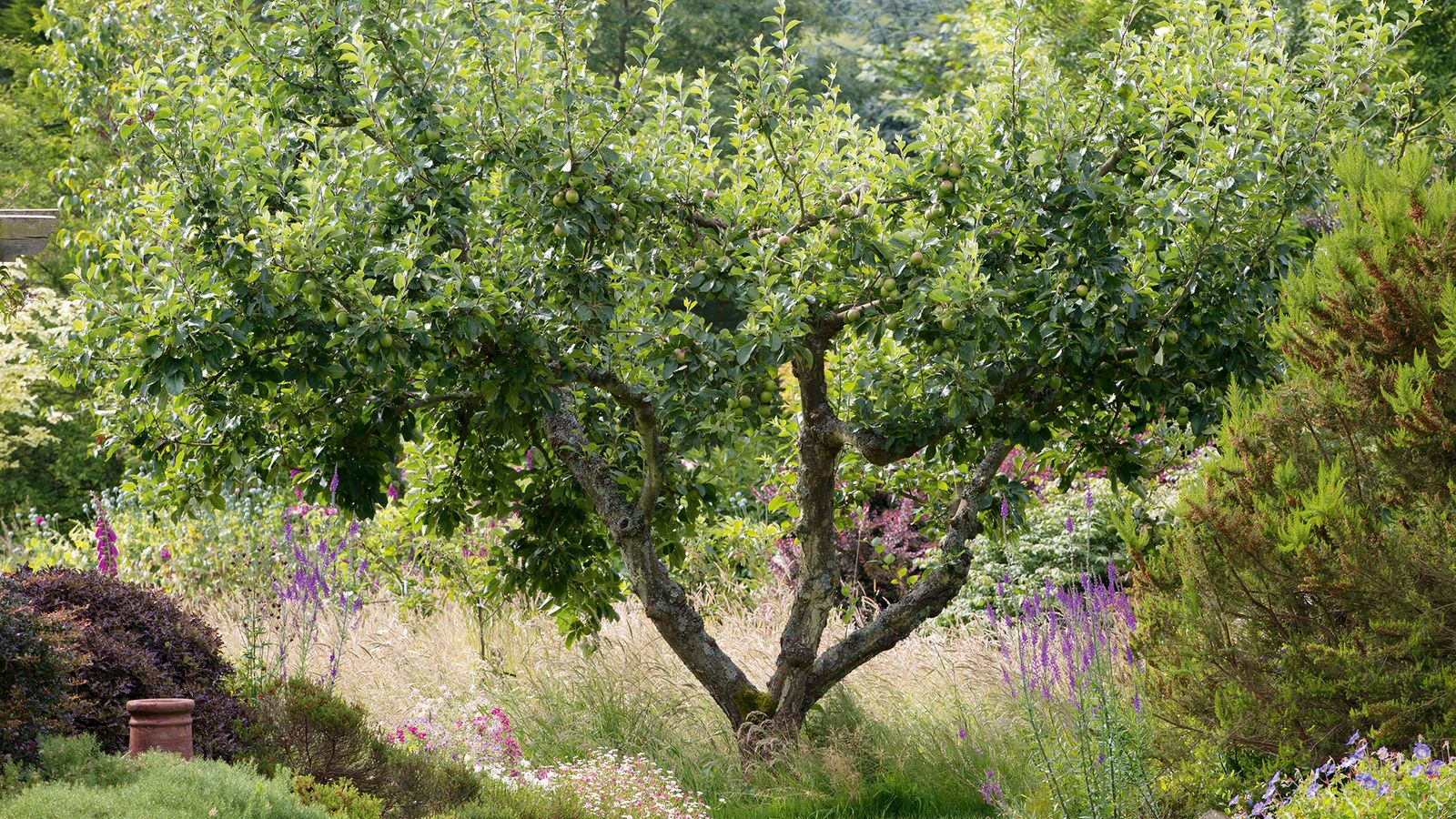 How to plant fruit trees: an expert guide | Homes and Gardens