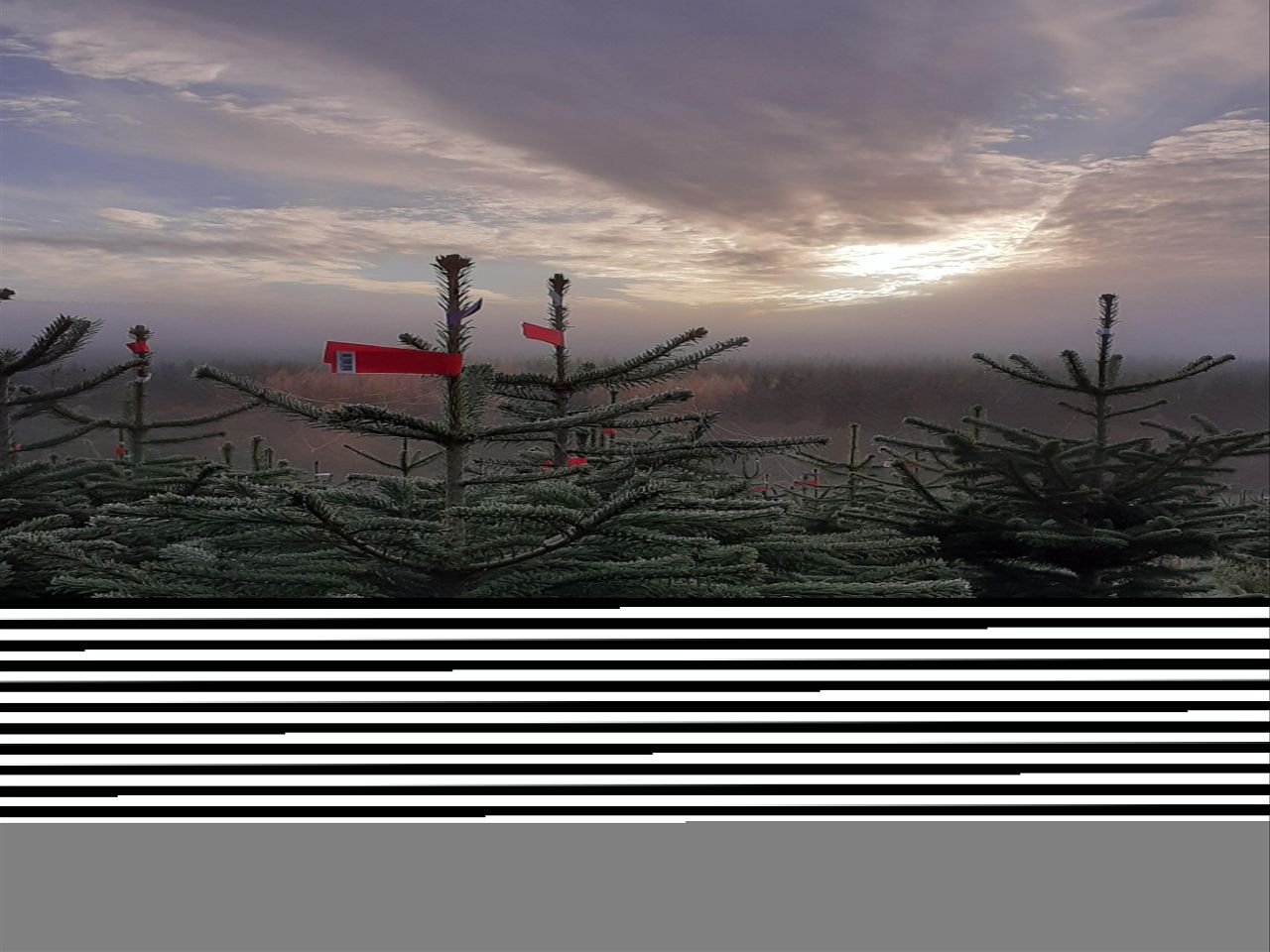 Real Christmas trees delivered - your guide to the best in the UK ...