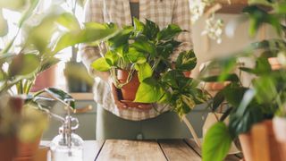 Watering plants in hot weather: tips for healthy plants | Homes and Gardens