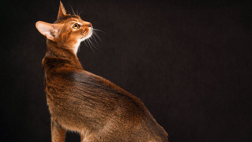 32 fun facts about Abyssinian cats | PetsRadar