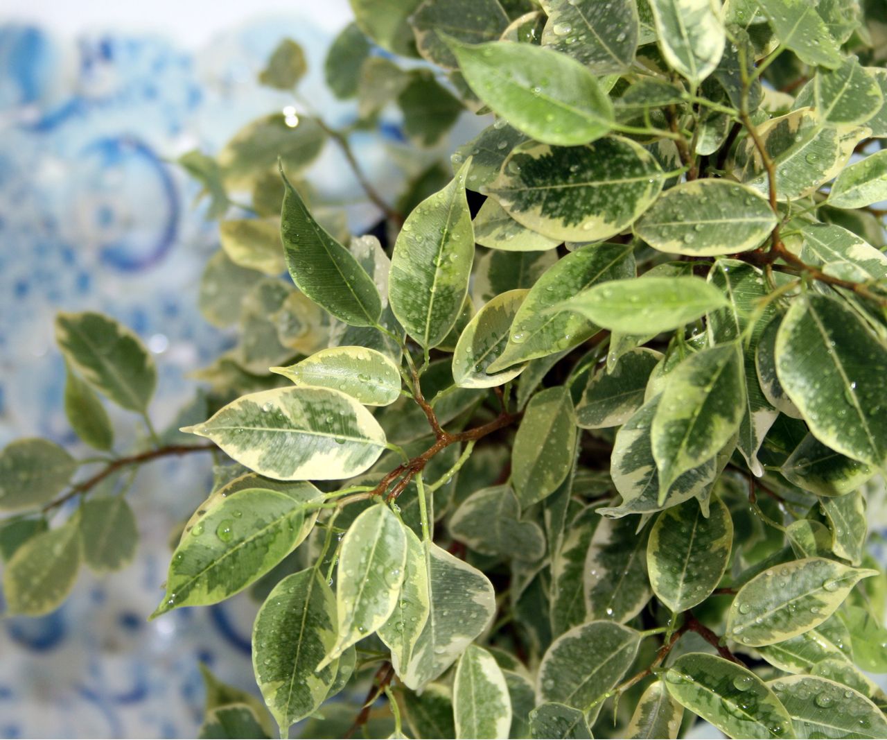 Why is my weeping fig dropping leaves? 3 causes | Homes and Gardens