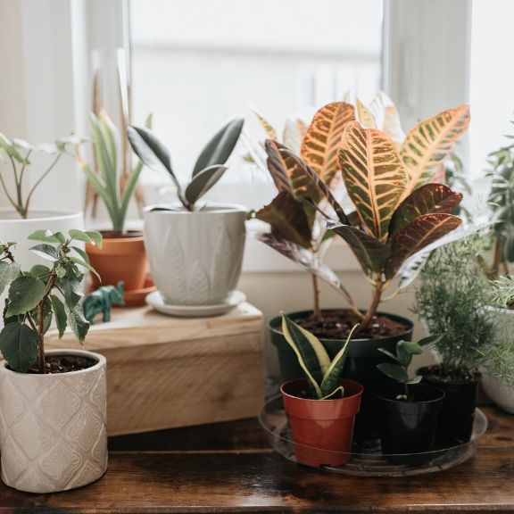 Top 10 Questions About Houseplants | Gardening Know How