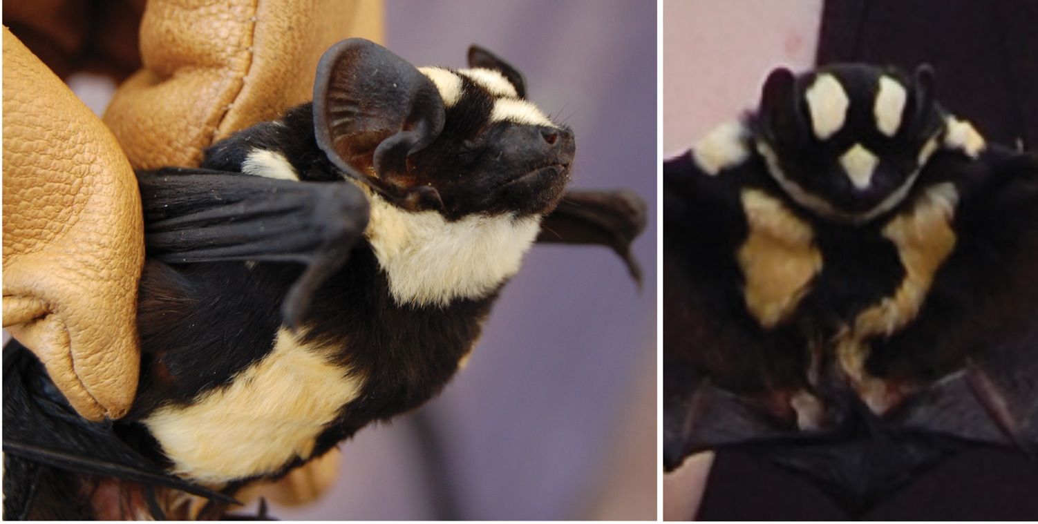 Badger-Like Striped Bat Discovered in South Sudan | Live Science