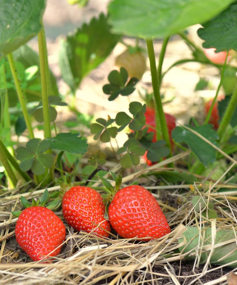 Using straw in the garden: expert tips for success | Homes and Gardens