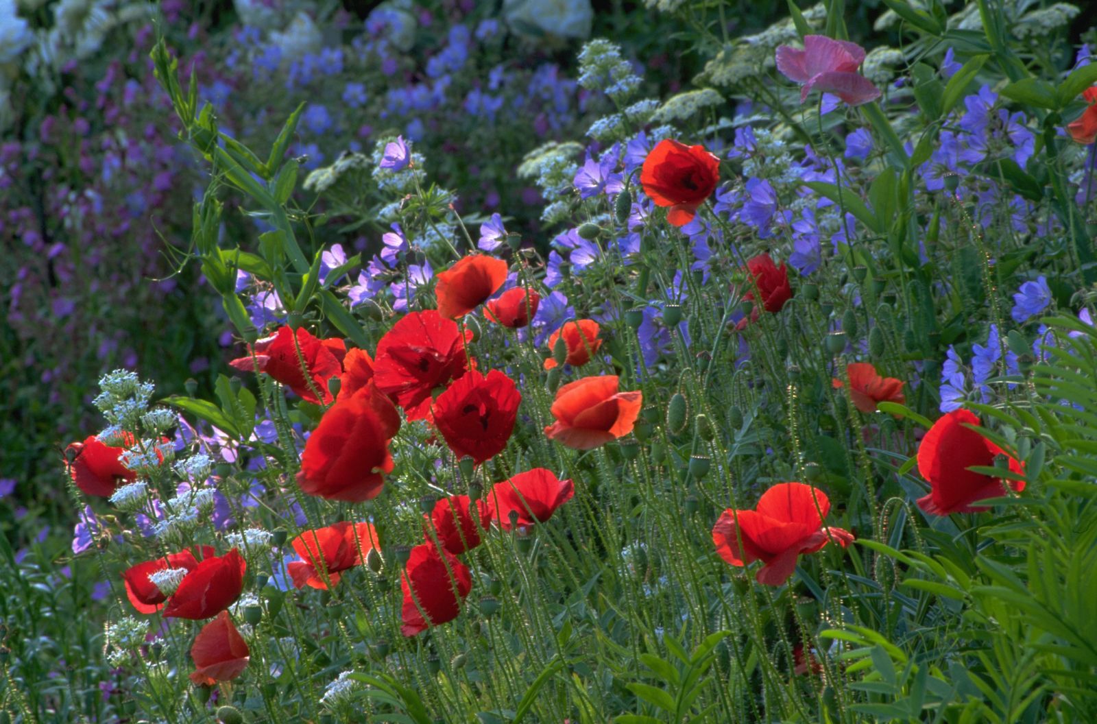 How to grow poppies: top tips on growing and caring for these stunning ...