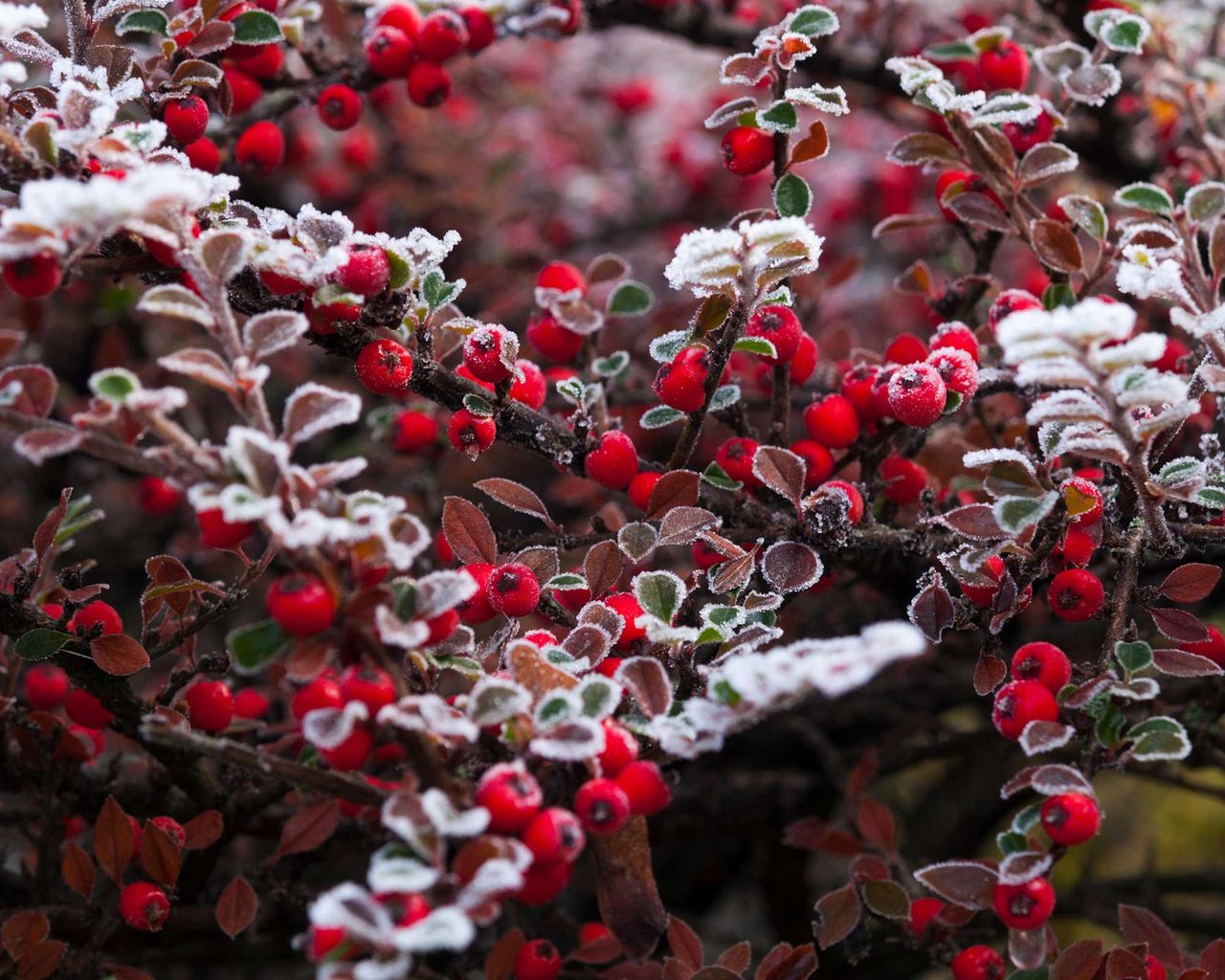 Winter landscaping ideas: 10 enchanting looks for the coldest months of ...