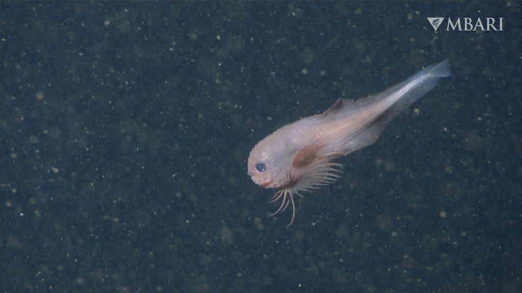 Never-before-seen adorable pink bumpy snailfish with funny little beard ...
