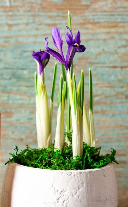How to grow irises | Homes and Gardens