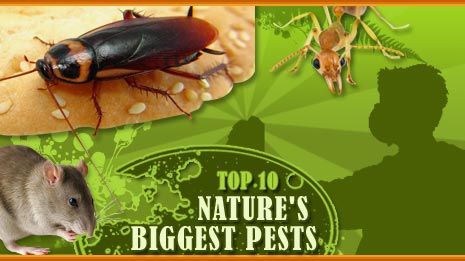 Sting, Bite & Destroy: Nature's 10 Biggest Pests | Live Science