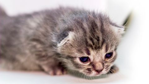 Why is my cat shaking? Vet reveals six reasons why and what to do about ...