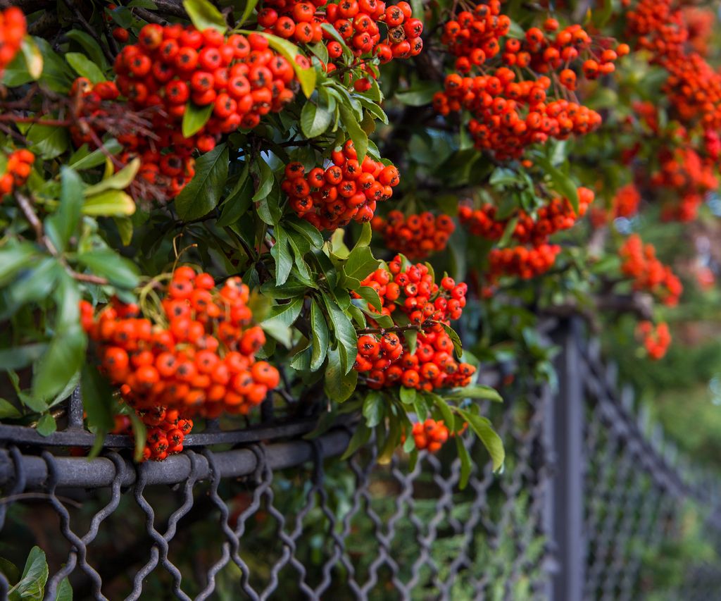 9 of the best low-maintenance hedge plants | Homes and Gardens