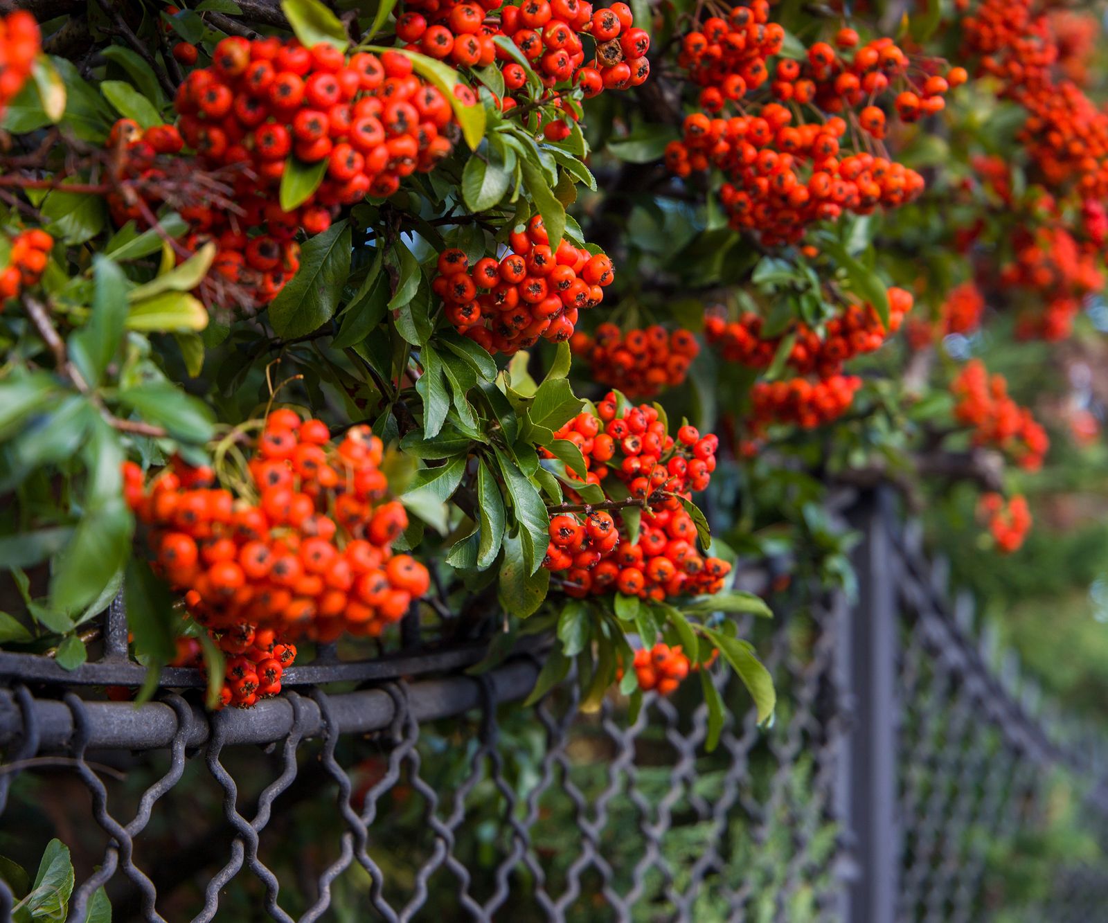 9 of the best low-maintenance hedge plants | Homes and Gardens