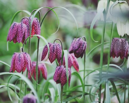 7 Spring Bulbs To Plant In October – For A Dazzling Display | Gardening ...